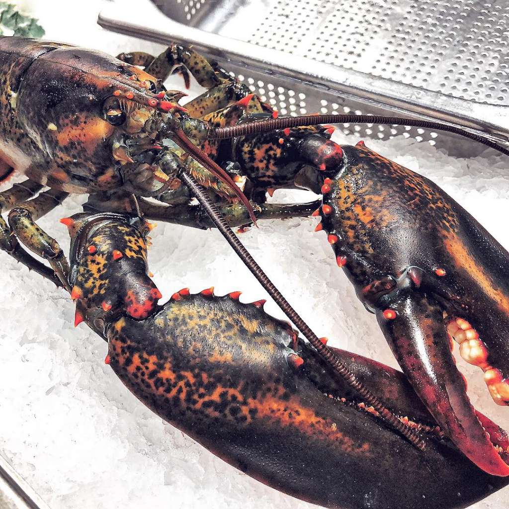 Astice vs Aragosta: differenze e ricette - Ittica Brianza