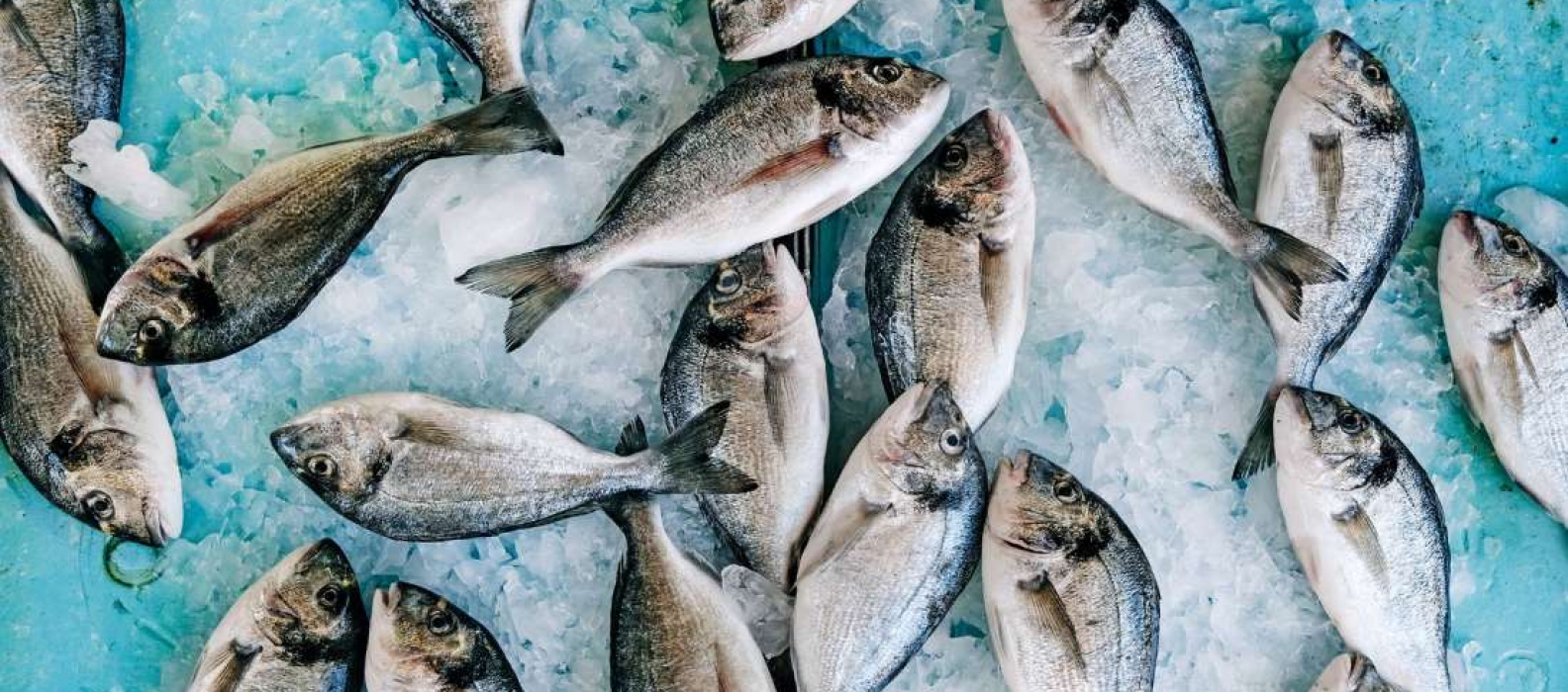 Ricette Archivi - Ittica Brianza